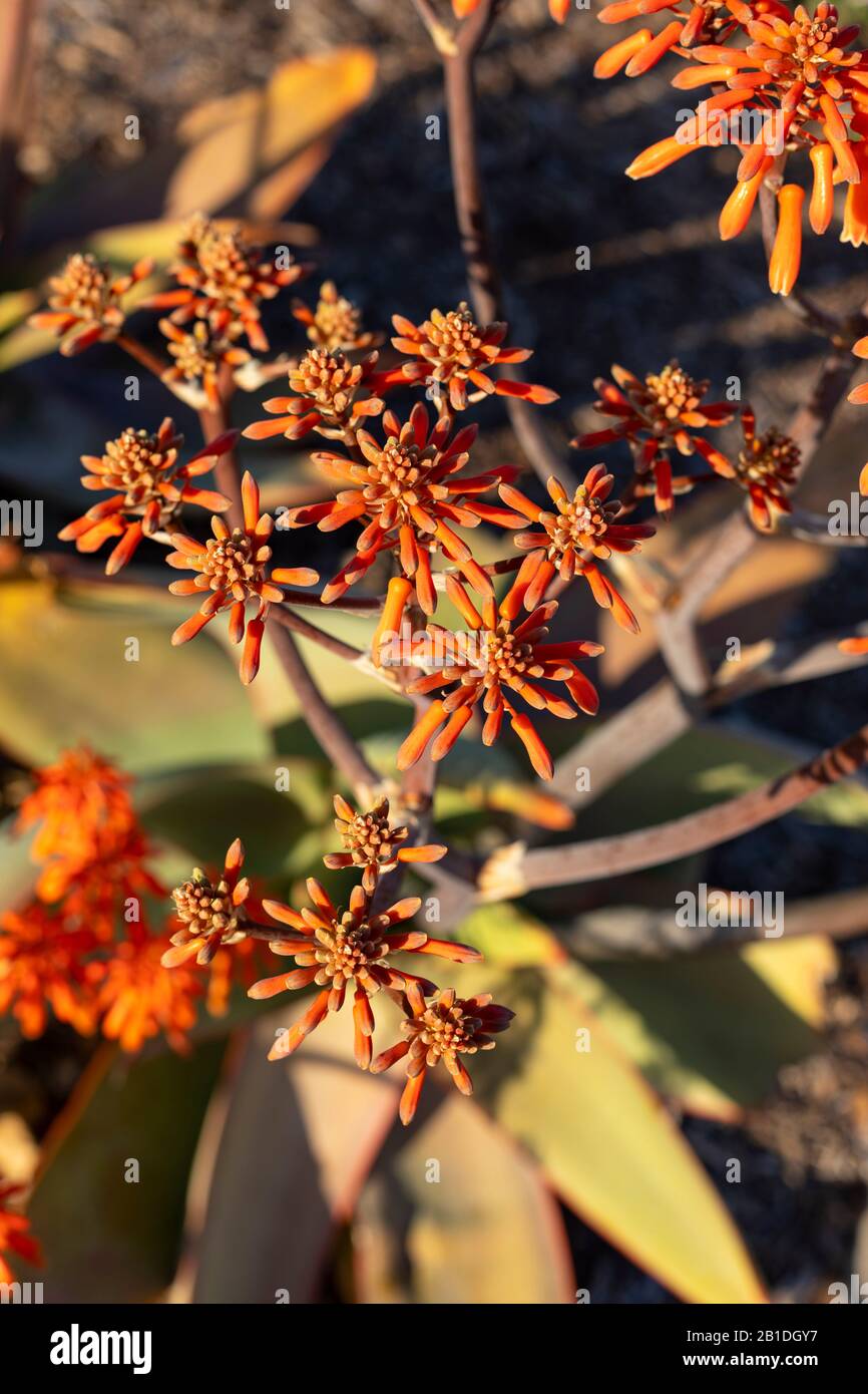 Aloe striata (Coral aloe) in the soft light before sunset during the ...
