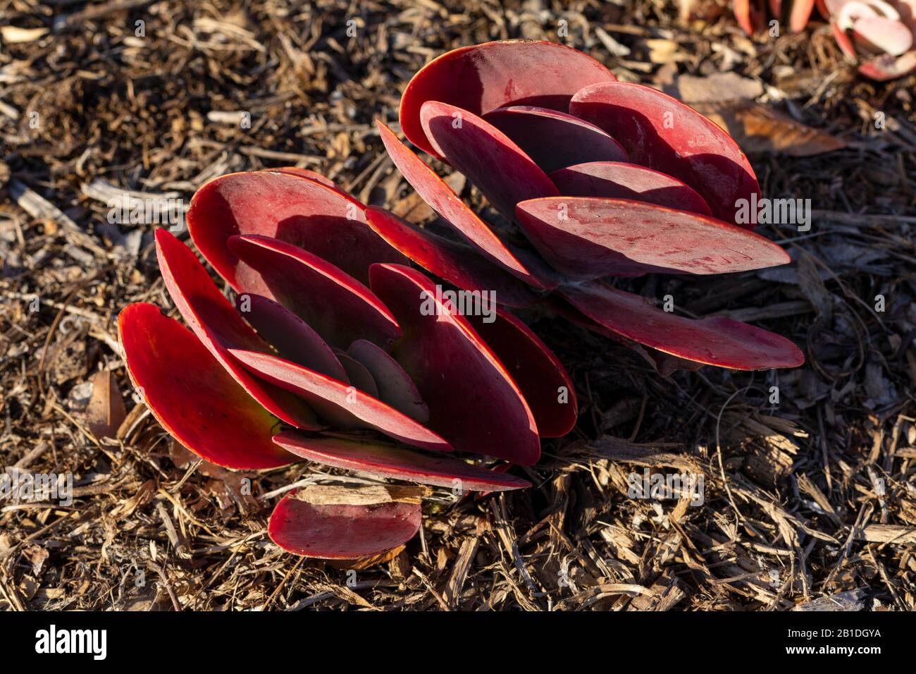Kalanchoe luciae, AKA Paddle Plant, Flapjacks, Red Pancakes, Desert ...