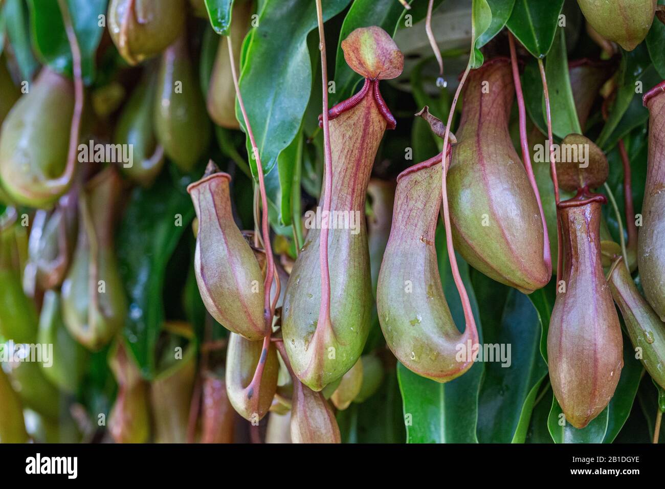 Nepenthes, Tropical pitcher plants and monkey cups (nepenthaceae) in ...
