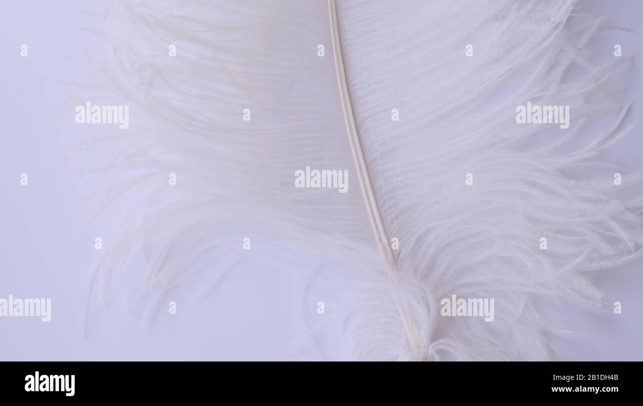 Light, delicate ostrich feather. White feather on a white background ...