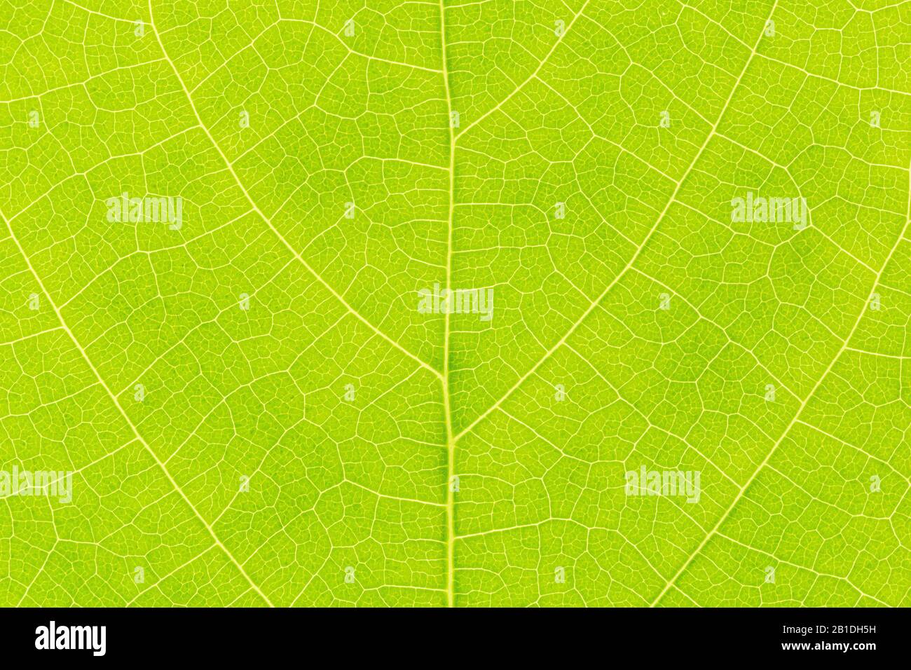 Natural green leaf background with light behind for graphic design ...