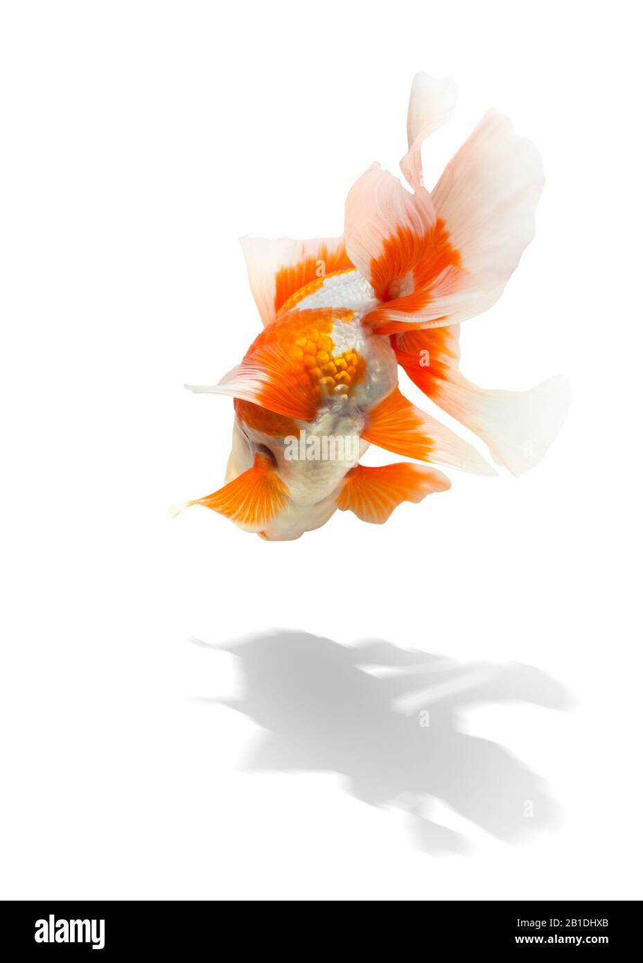 Goldfish on isolate white background, Goldfish swimming back, Beautiful ...