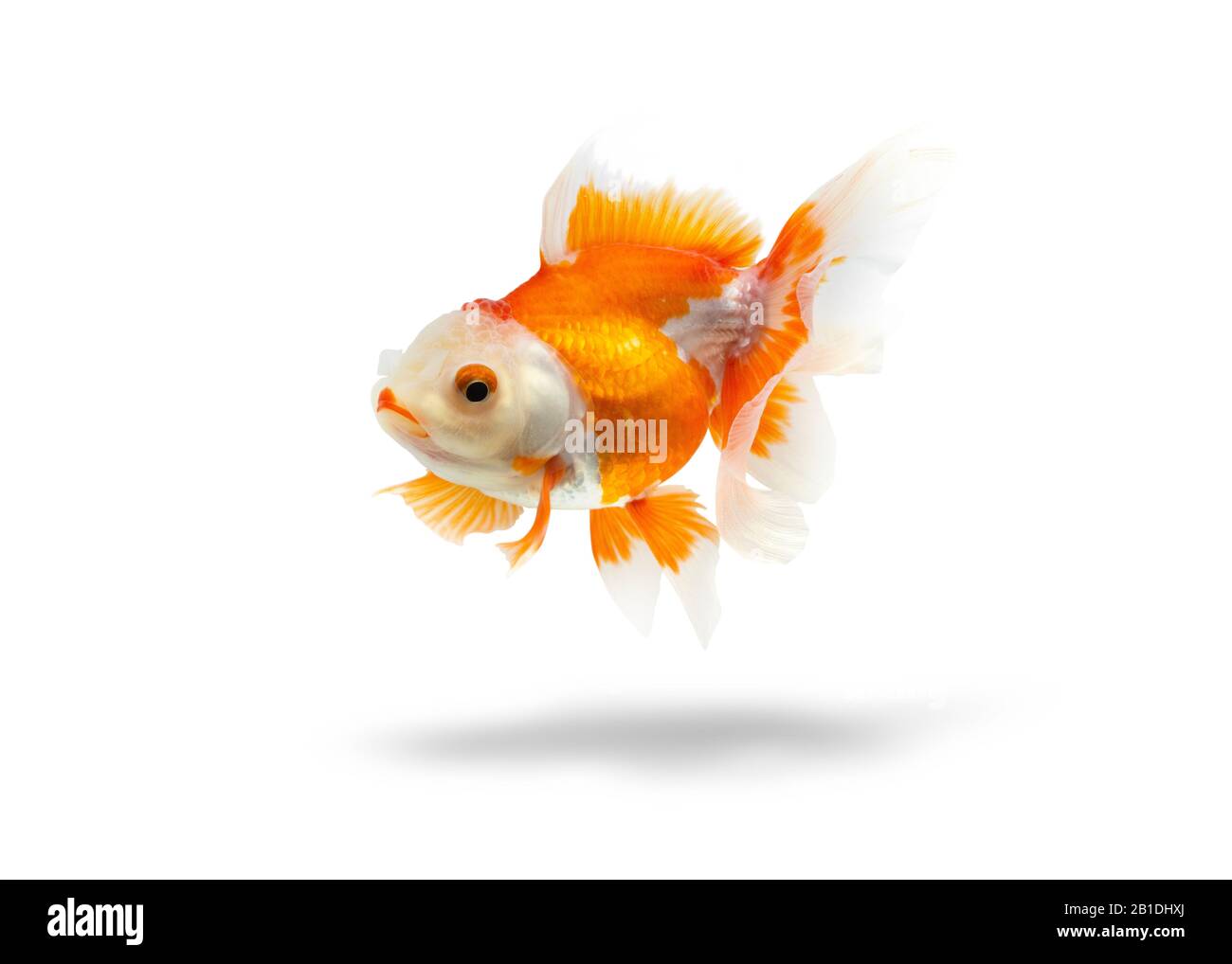 Goldfish on white background, Beautiful goldfish Stock Photo - Alamy