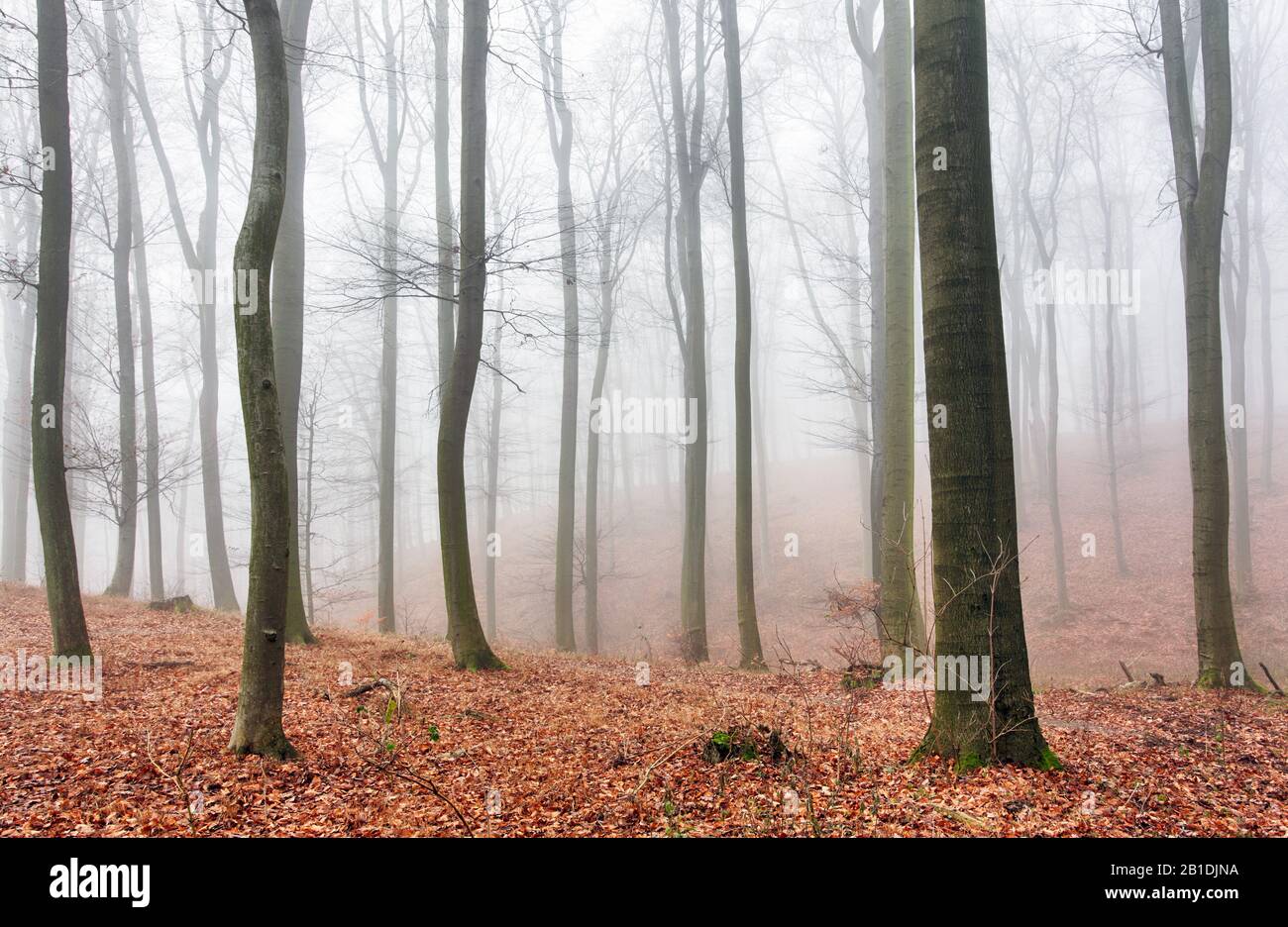 Beautiful green forest mist trees hi-res stock photography and images ...