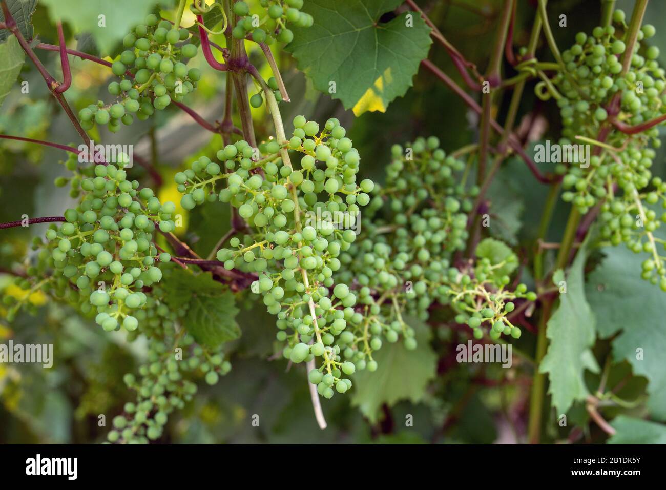 Growing grapes white wine on tree with branch and green leaves. Young ...