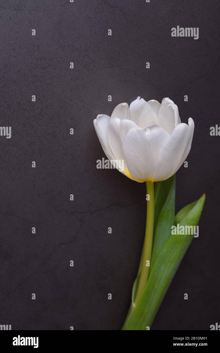 One beautiful bright white Tulip in close-up against a dark gray stucco ...
