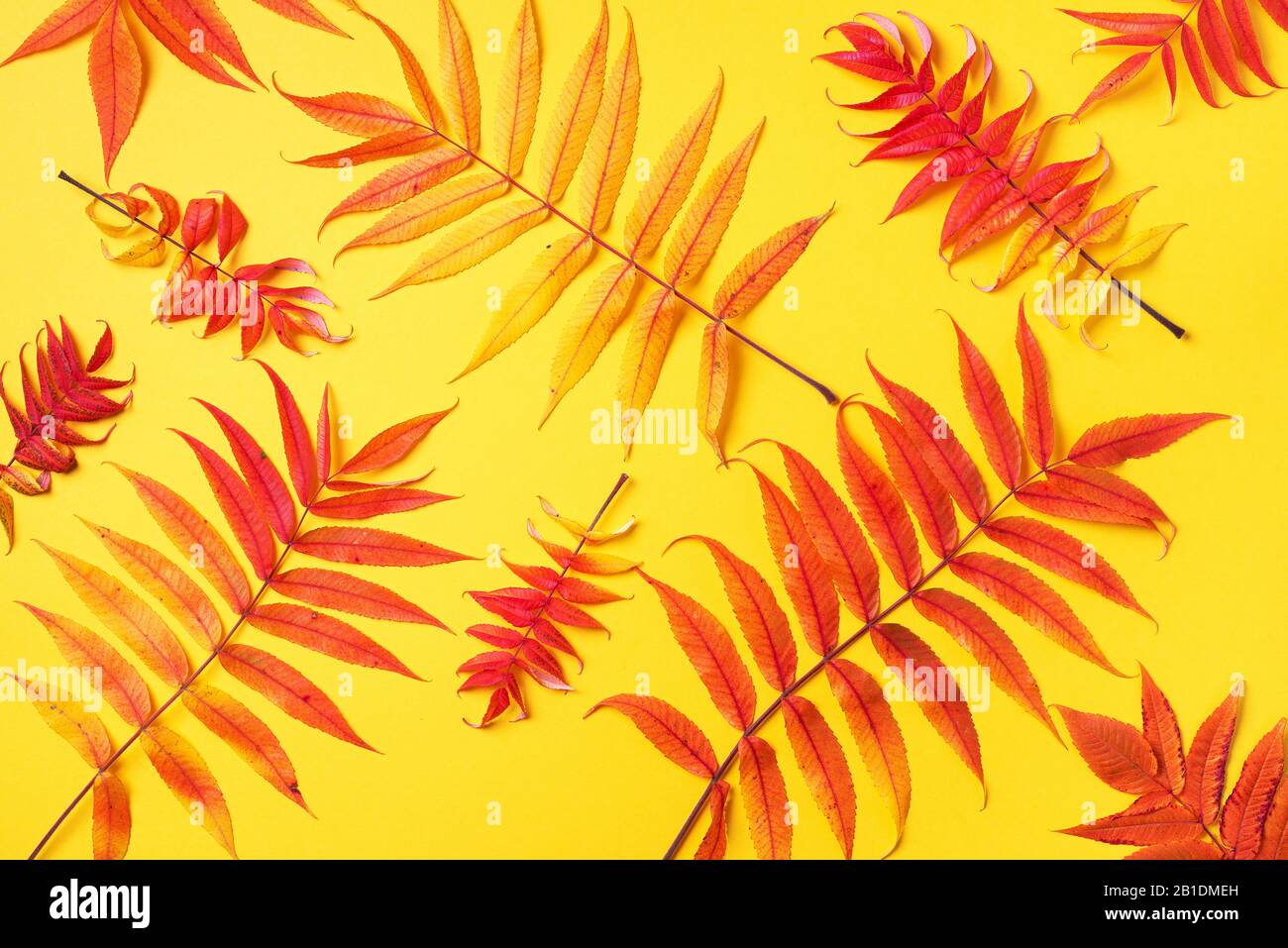 Creative layout of colorful autumn leaves over yellow background. Top ...
