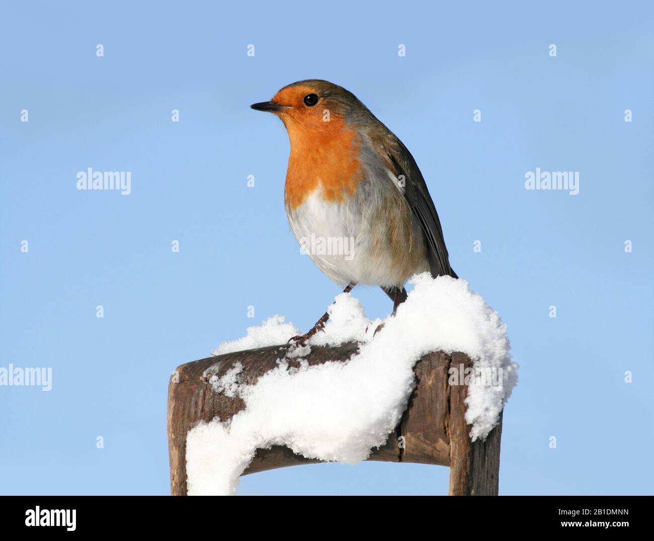 Robin Erithacus rubecula, on garden fork, in snow, Aberdeenshire ...
