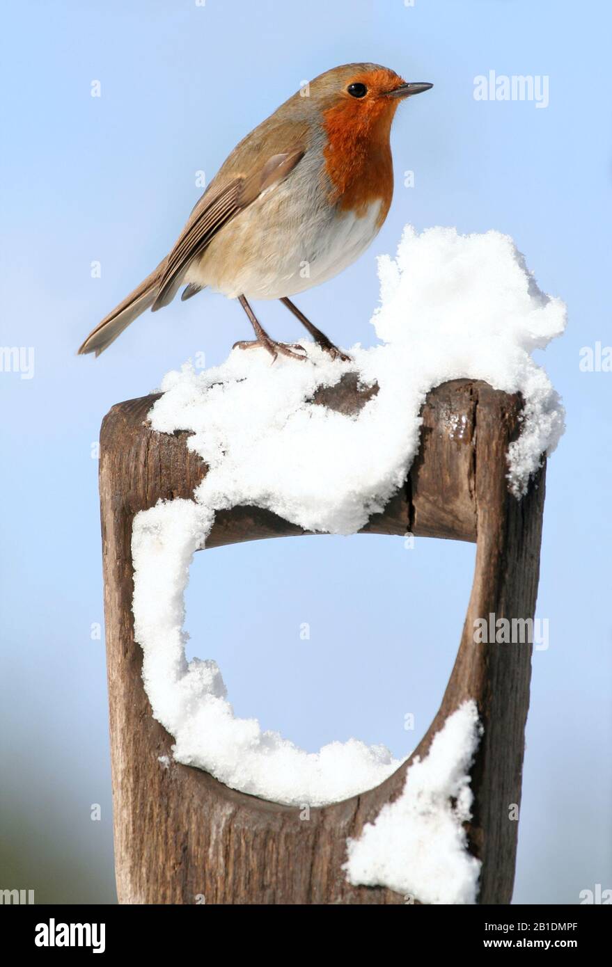 Robin on garden fork hi-res stock photography and images - Alamy