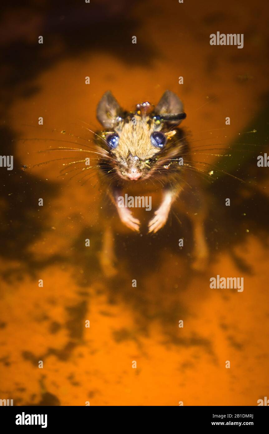 Eastern house mouse hi-res stock photography and images - Alamy