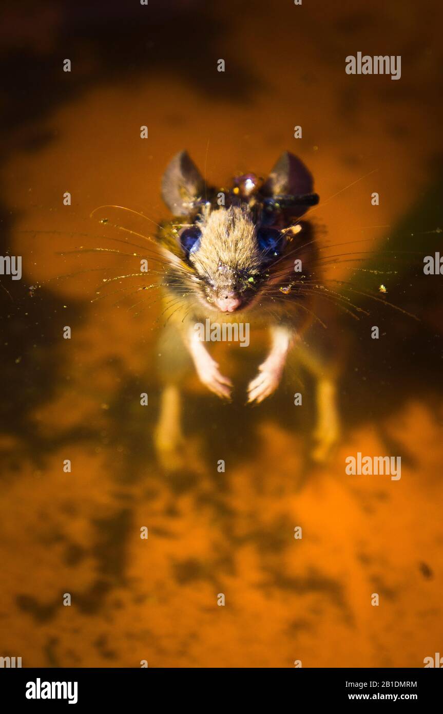 Eastern House Mouse, Mus musculus, dead animal, drowned, water in ...