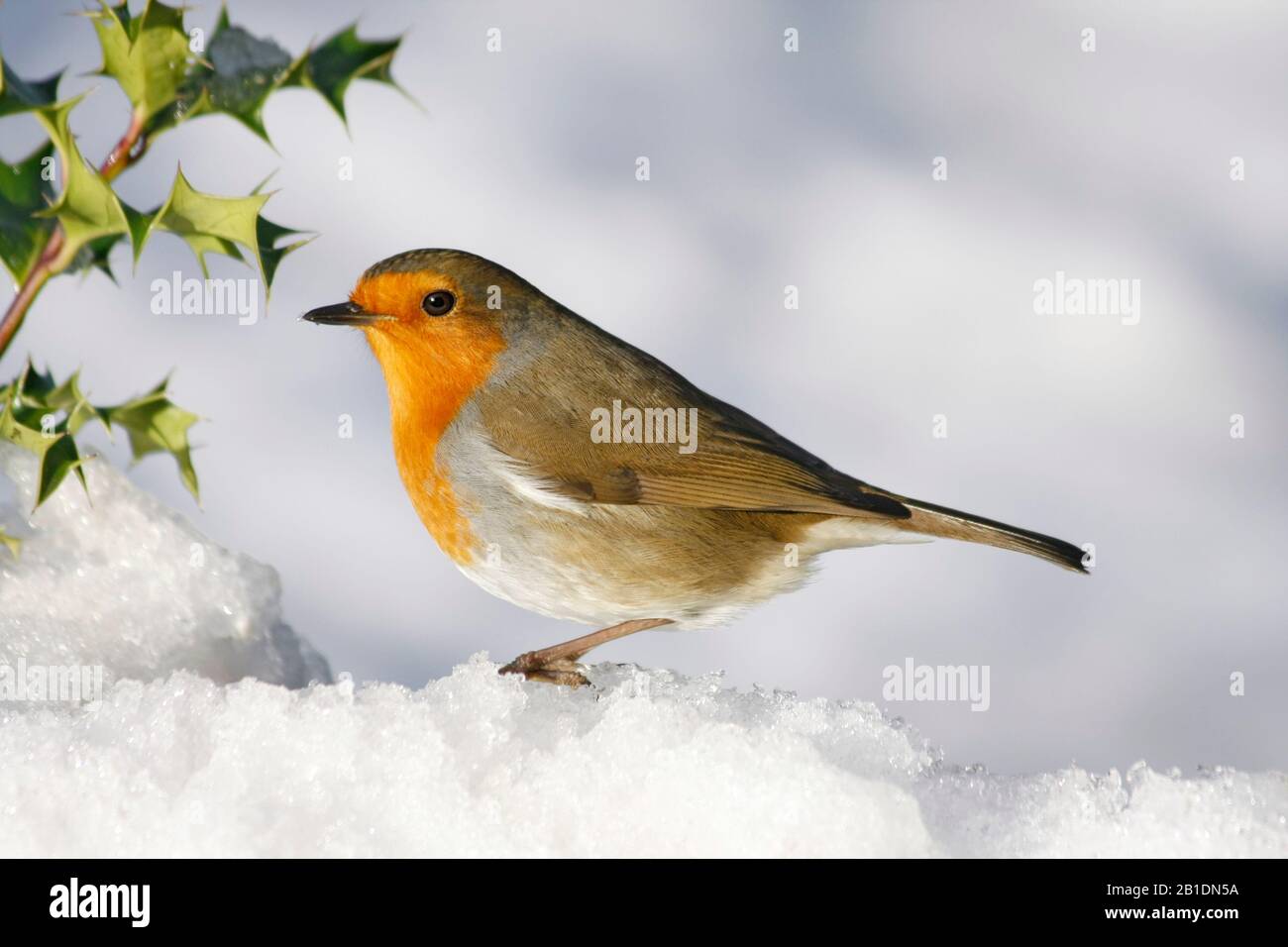 Robin Erithacus rubecula, under holly bush in snow, Aberdeenshire ...