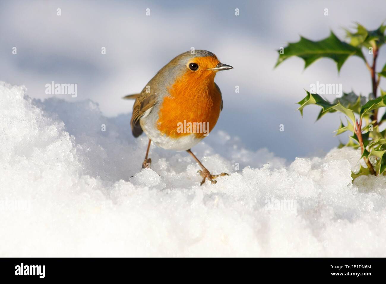 Robin holly uk hi-res stock photography and images - Alamy