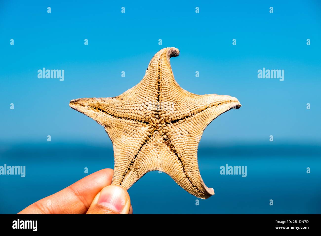 Coastal area summer animals hi-res stock photography and images - Alamy