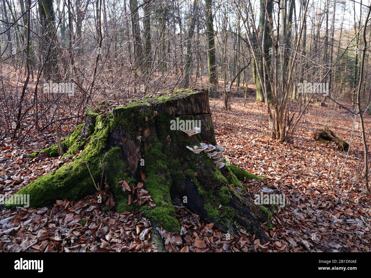 Cracow. Krakow. Poland. Wolski Forrest. Tree stump overgrown by moss ...
