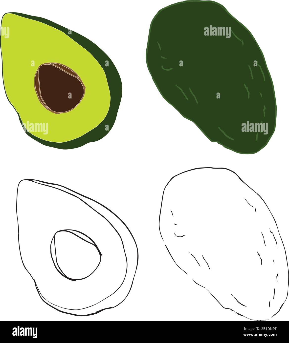 Avocado, sketch vector, line art. Digital drawn. Illustration of green ...