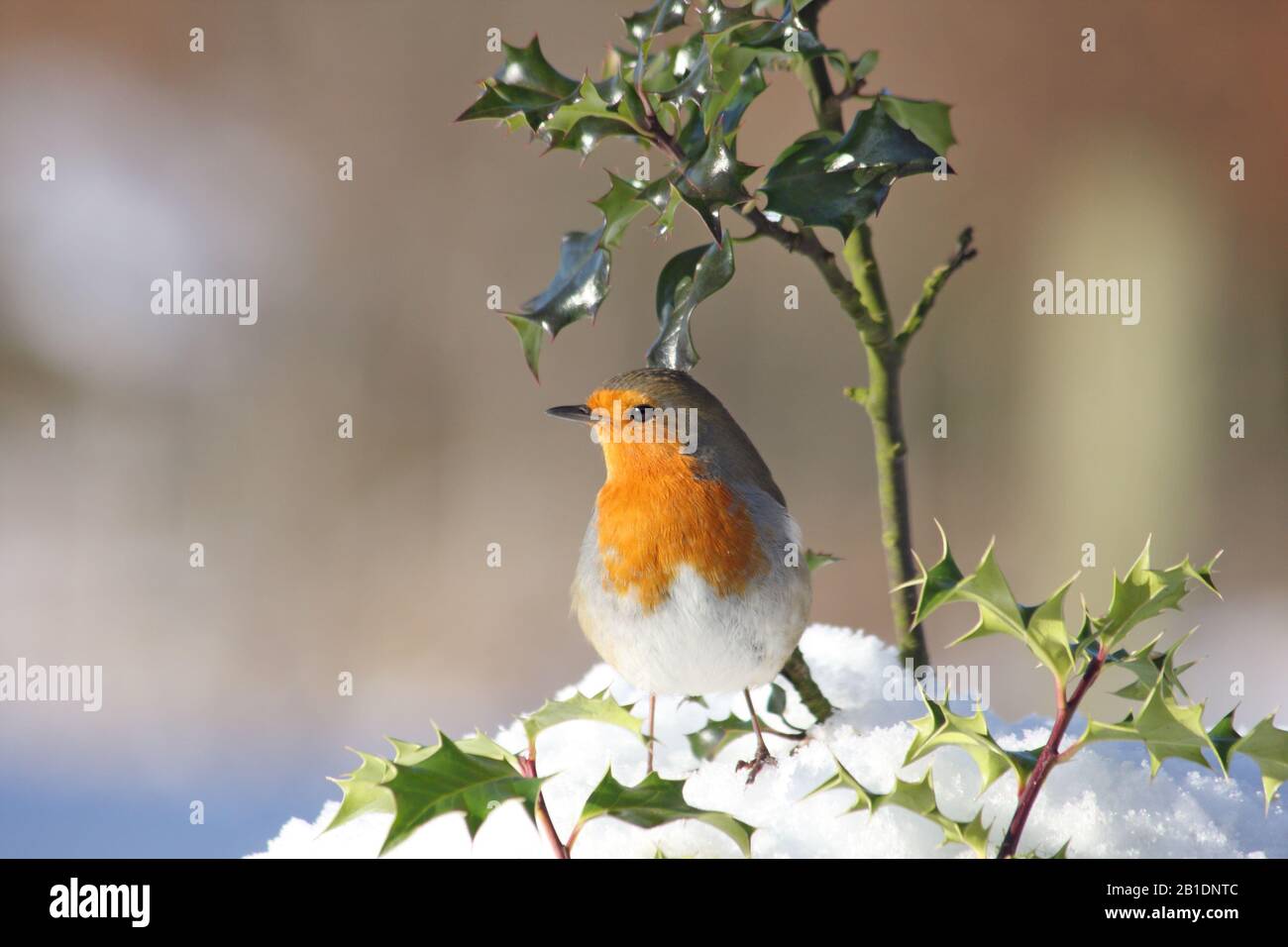 Robin holly uk hi-res stock photography and images - Alamy