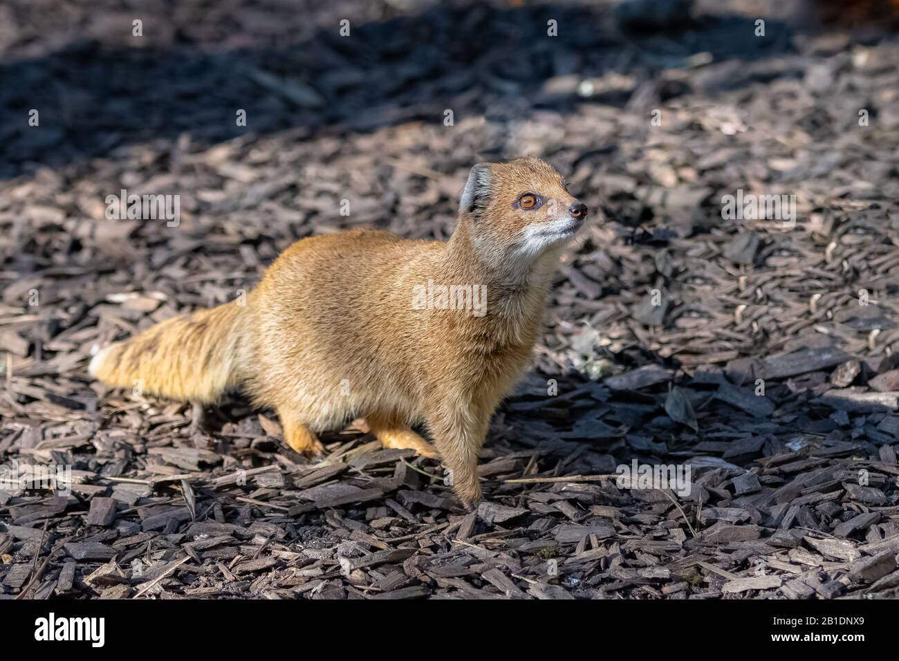 common dwarf mongoose, Helogale parvula, funny animal standing in the ...