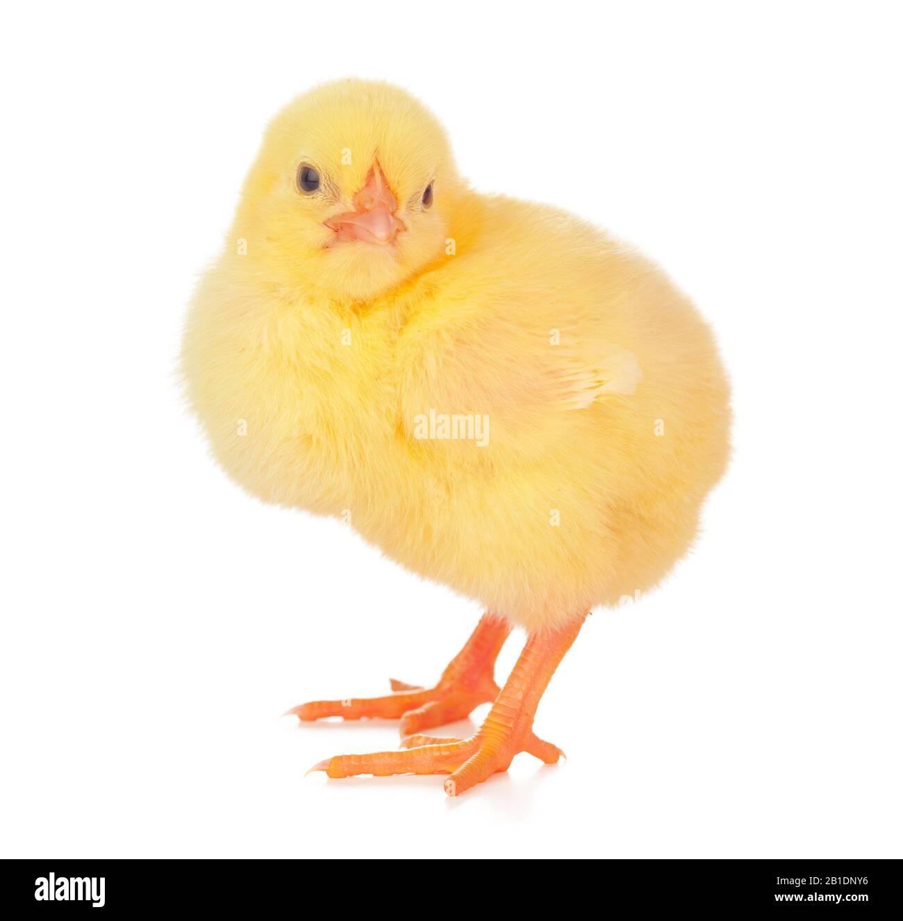 Small yellow chicken isolated on a white background. Creative photo ...