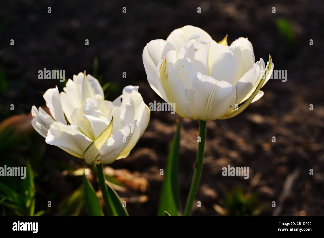 Terry flower hi-res stock photography and images - Alamy
