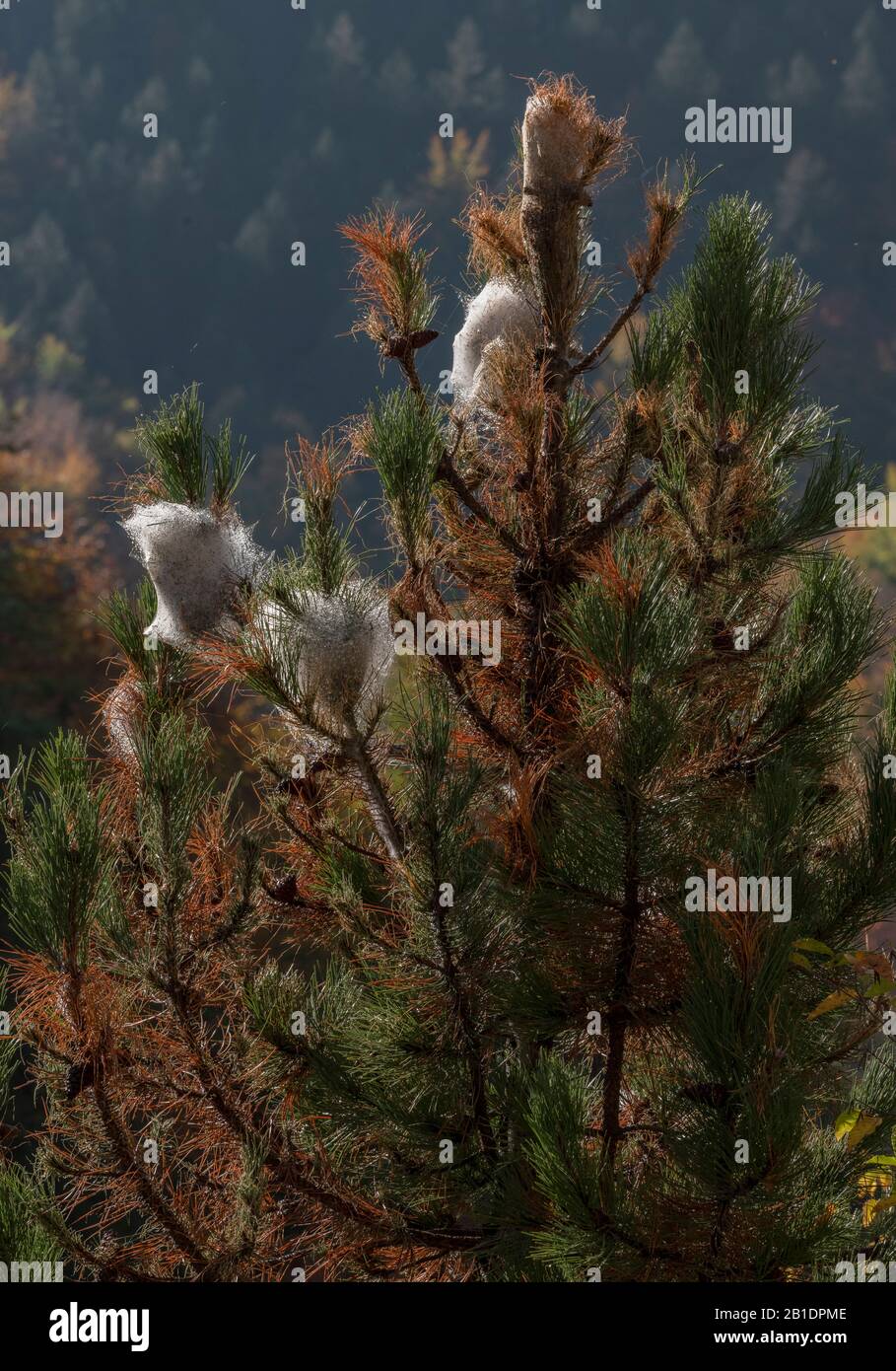 Nests of Pine processionary moth, Thaumetopoea pityocampa, in pine ...