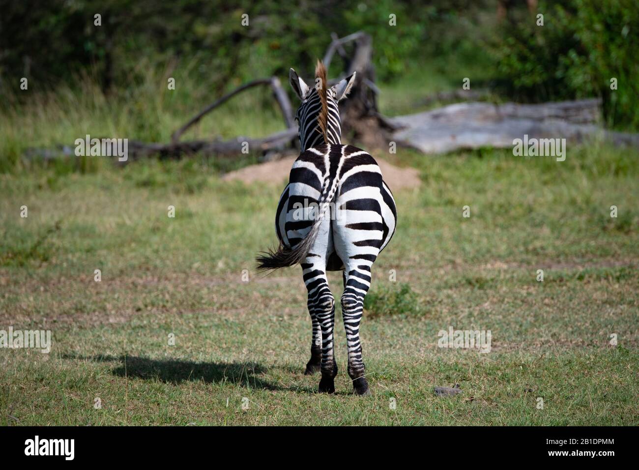 rear view of a zebra walking way from camera in the Masai Mara, Kenya ...