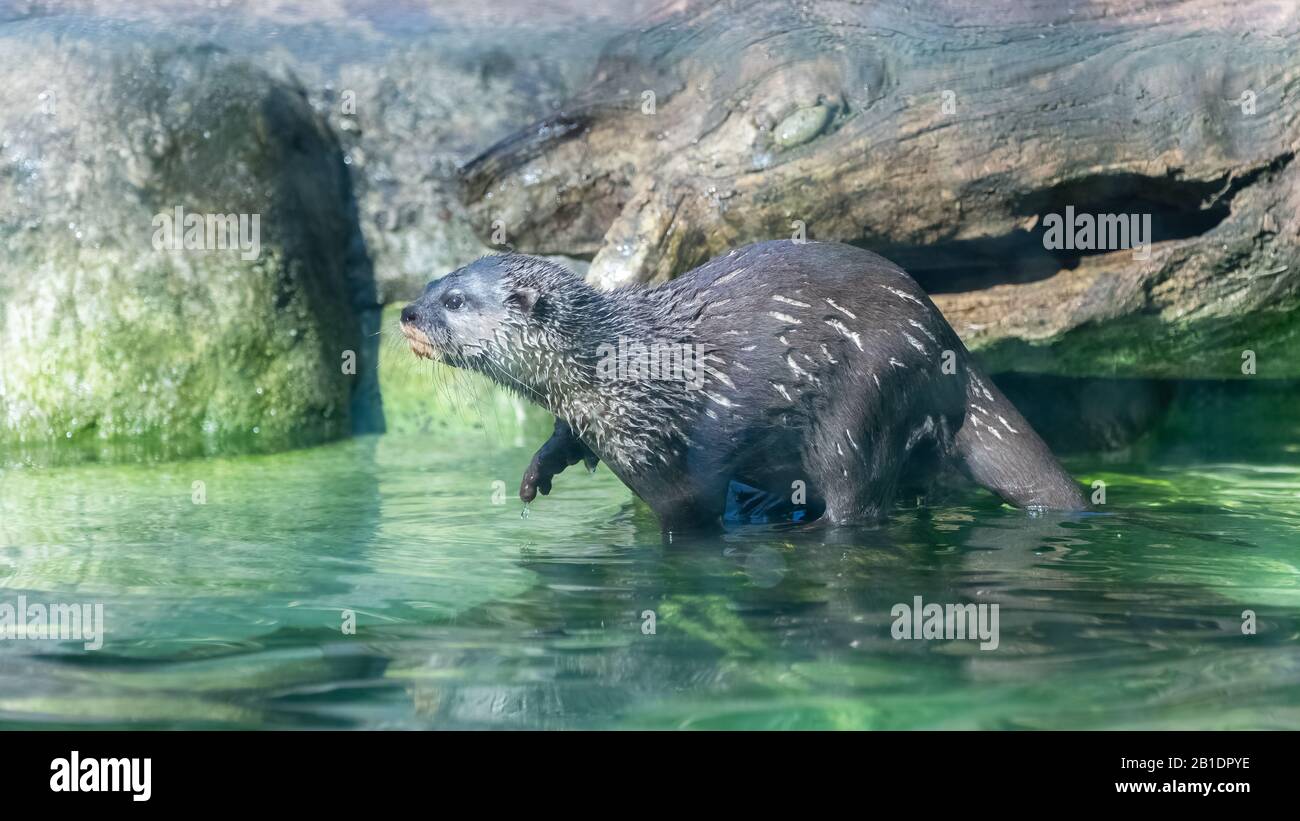 Eurasian otter bathing in the river, portrait of a cute animal Stock ...
