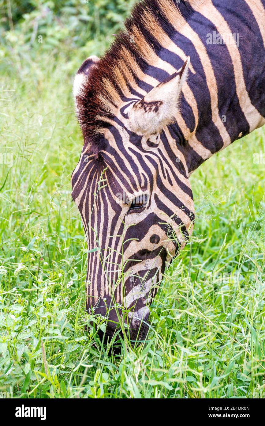 Portrait of a zebra grazing on fresh green grass in the countryside ...