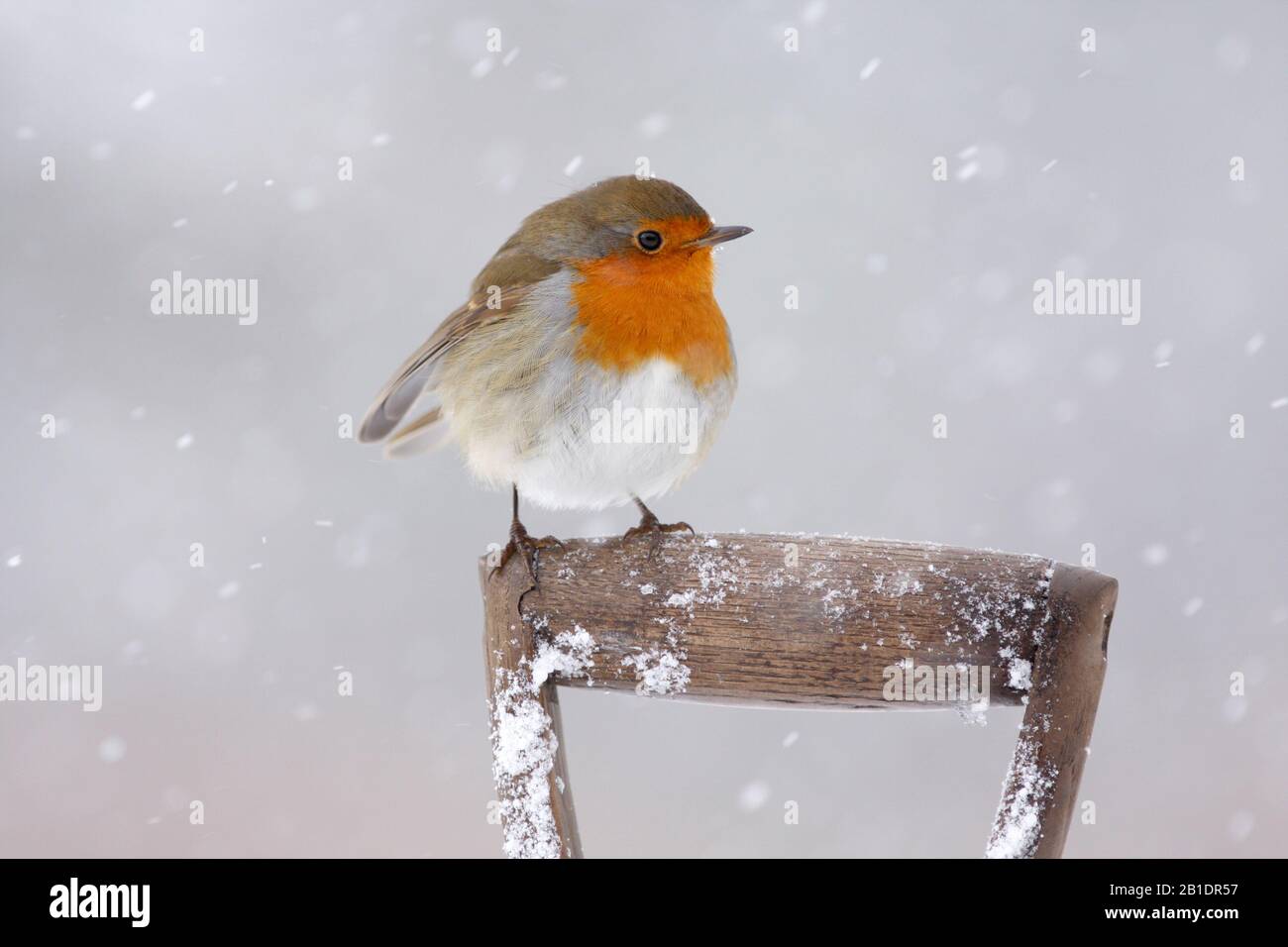 Fluffed up robin hi-res stock photography and images - Alamy