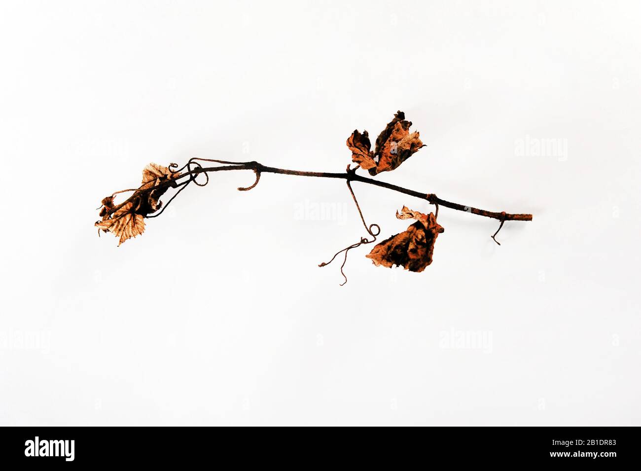 One single tiny twig of grapevine against white. Faded twig with ...