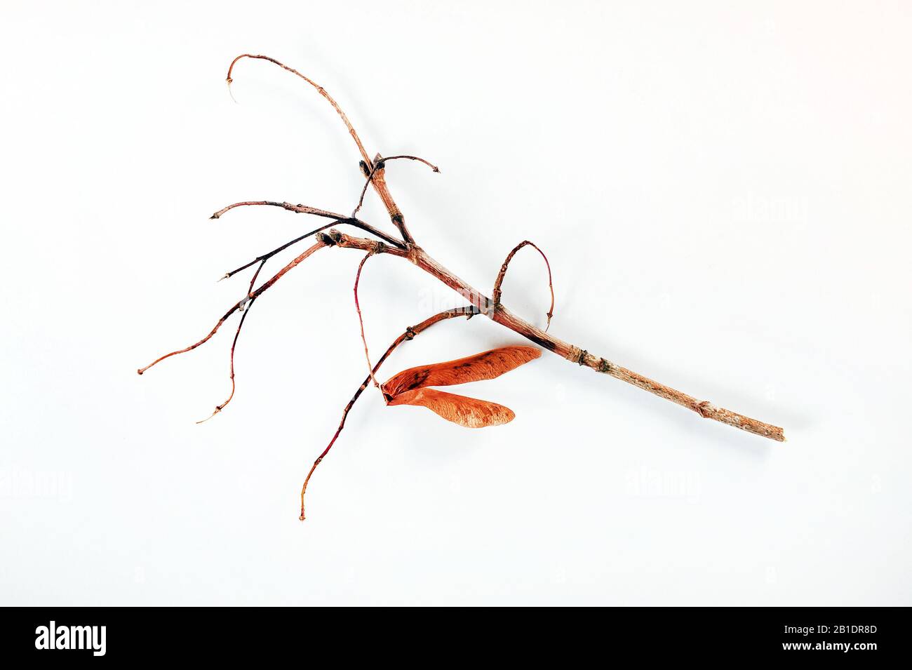 One faded maple twig with seed pods on white surface. Horizontal photo ...