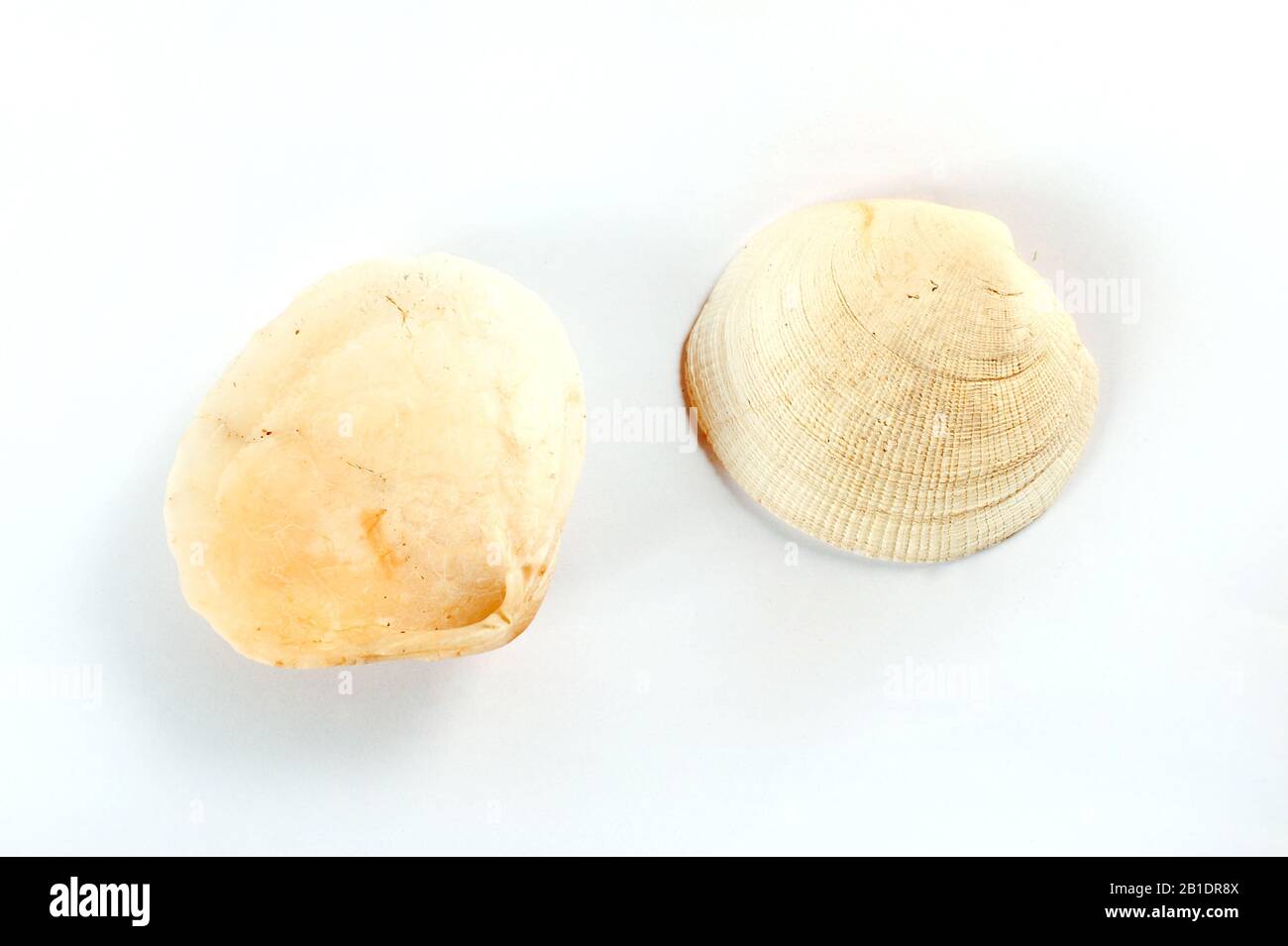 Top view of two white seashells against white. Horizontal photo with ...