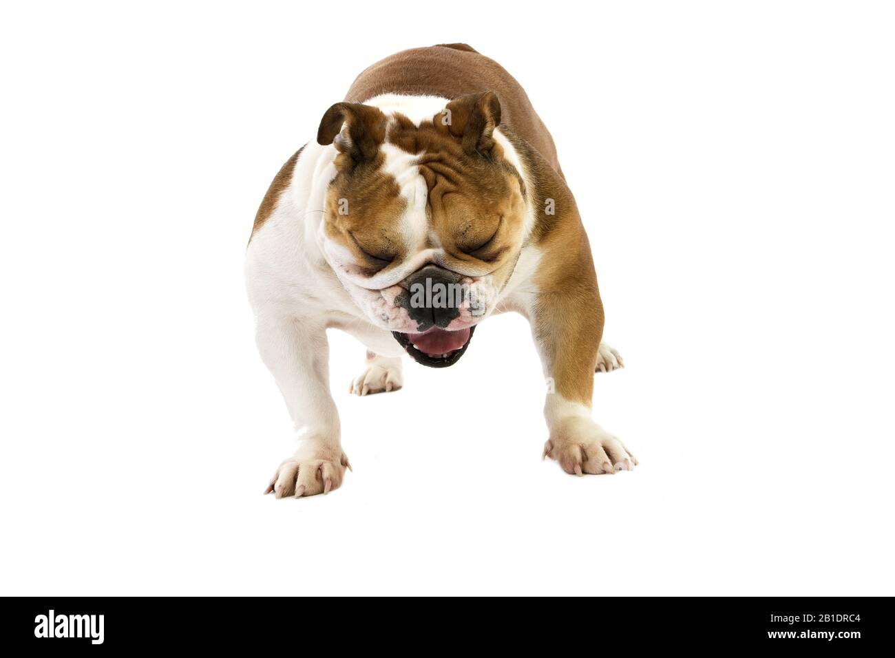 English Bulldog, Female standing against White Background Stock Photo ...