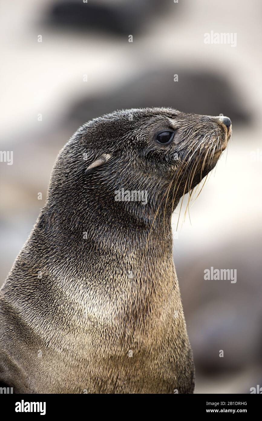 South African Fur Seal, arctocephalus pusillus, Portrait of Female ...