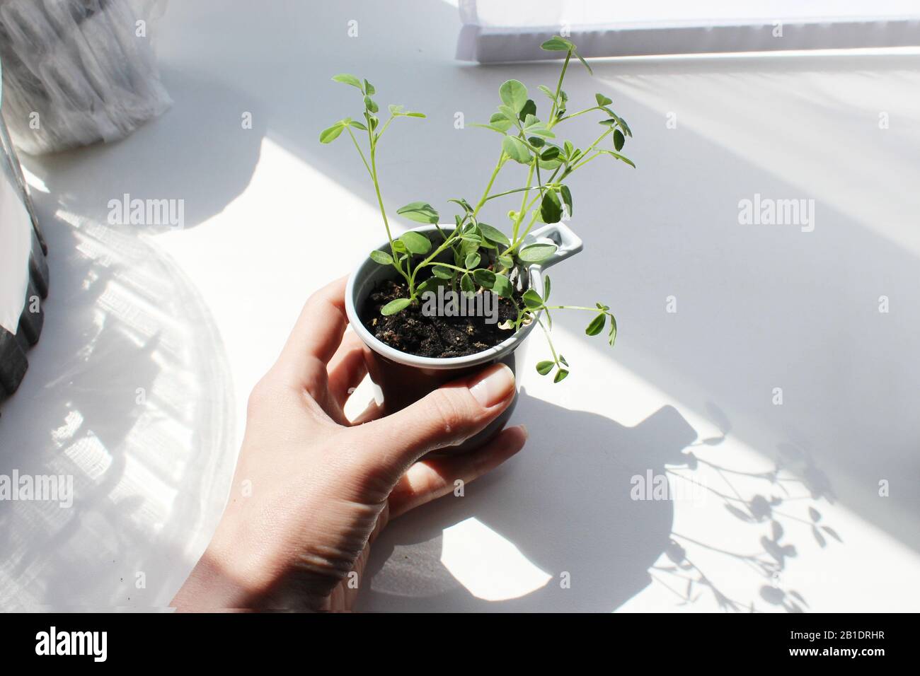 Young plant in hand hi-res stock photography and images - Alamy