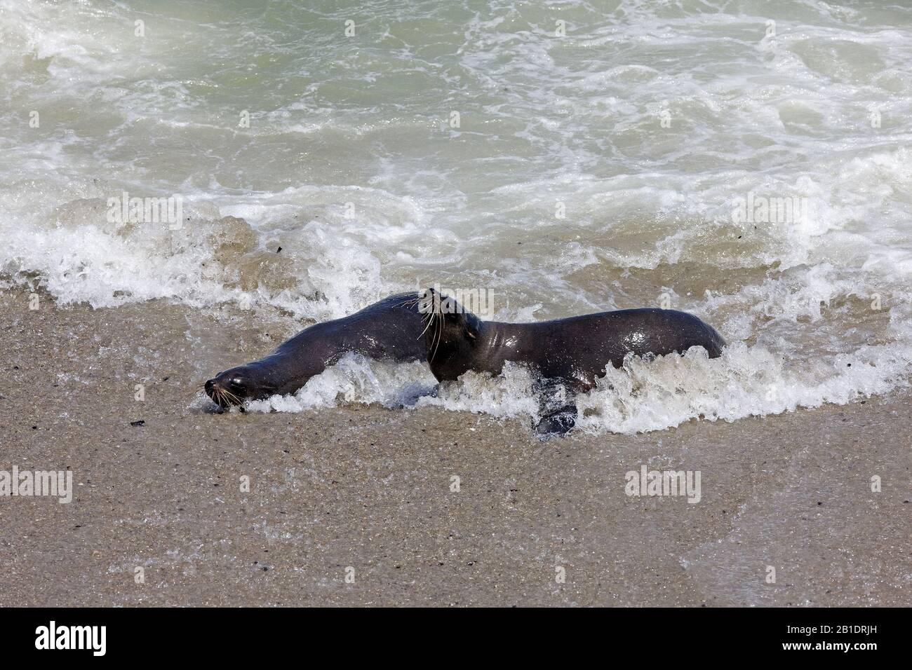 South African Fur Seal, arctocephalus pusillus, Females standing on ...