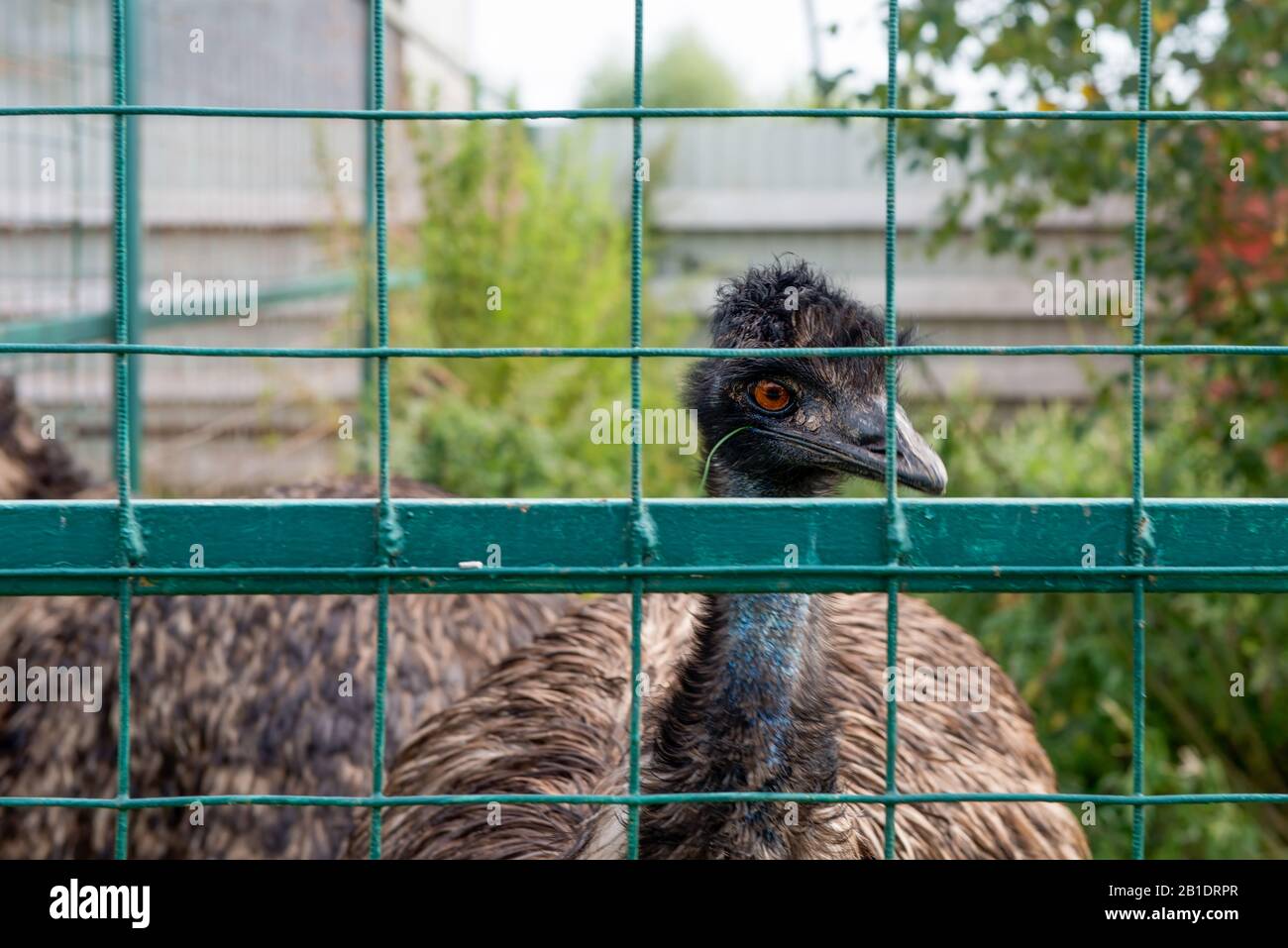 Lugovoy hi-res stock photography and images - Alamy