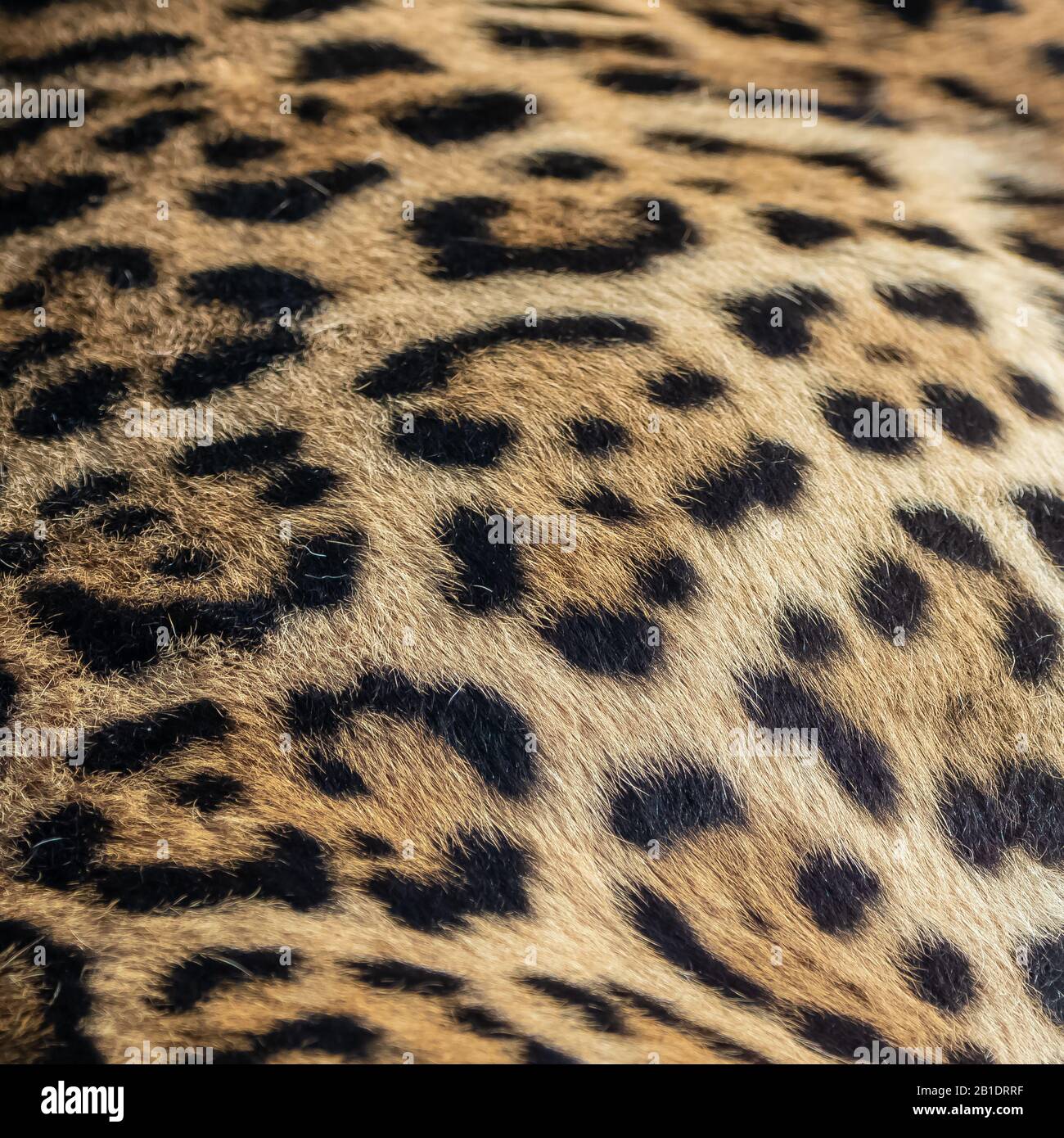 Jaguar, Panthera onca, panther, unique pattern on the skin Stock Photo ...