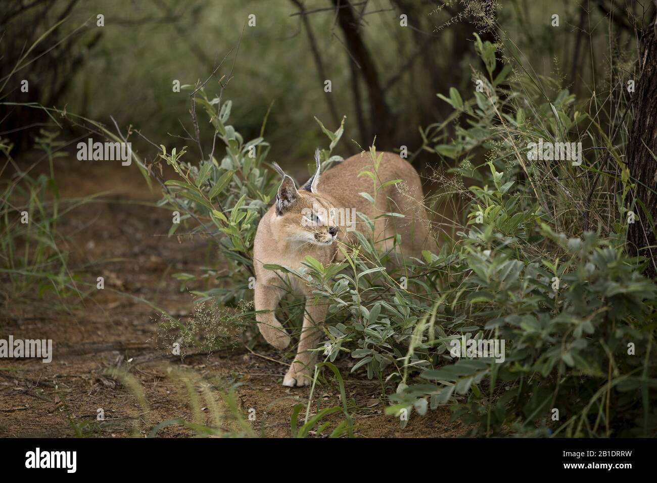 Caracal, caracal caracal, Adult, Namibia Stock Photo - Alamy