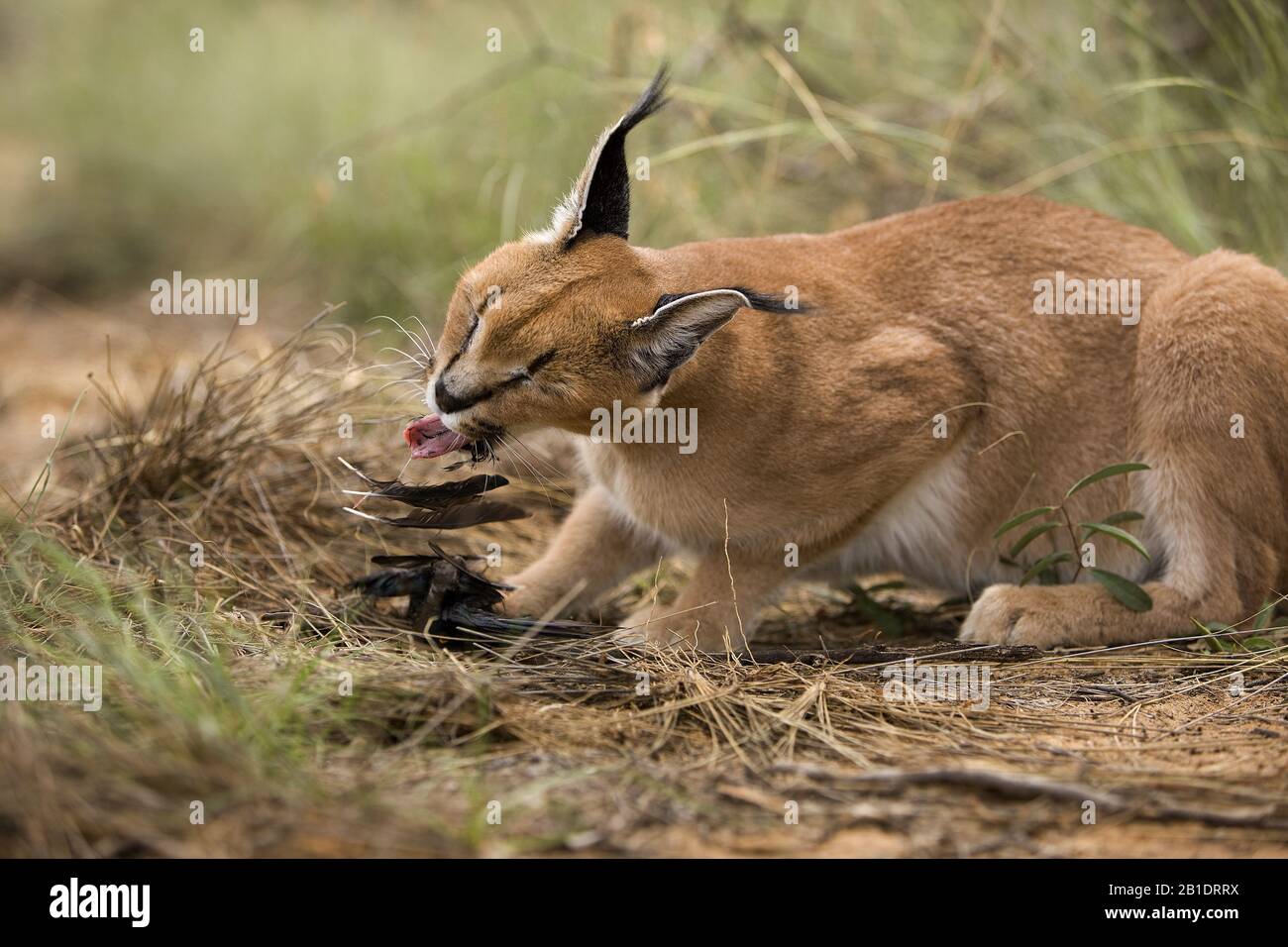 Caracal caracal caracal with a prey hi-res stock photography and images ...