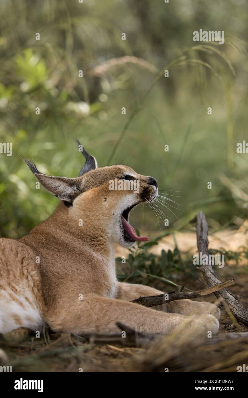 Caracal, caracal caracal, Adult Yawning, Namibia Stock Photo - Alamy