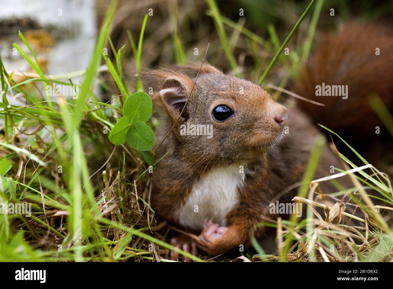 Red Squirrel, sciurus vulgaris, Adult, Normandy Stock Photo - Alamy