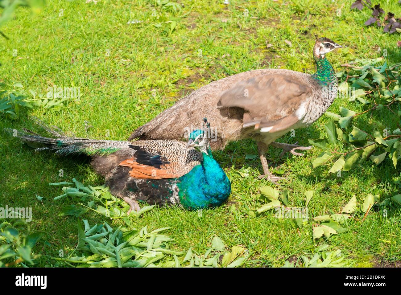 Peacocks walk in the garden on a summer day Stock Photo - Alamy