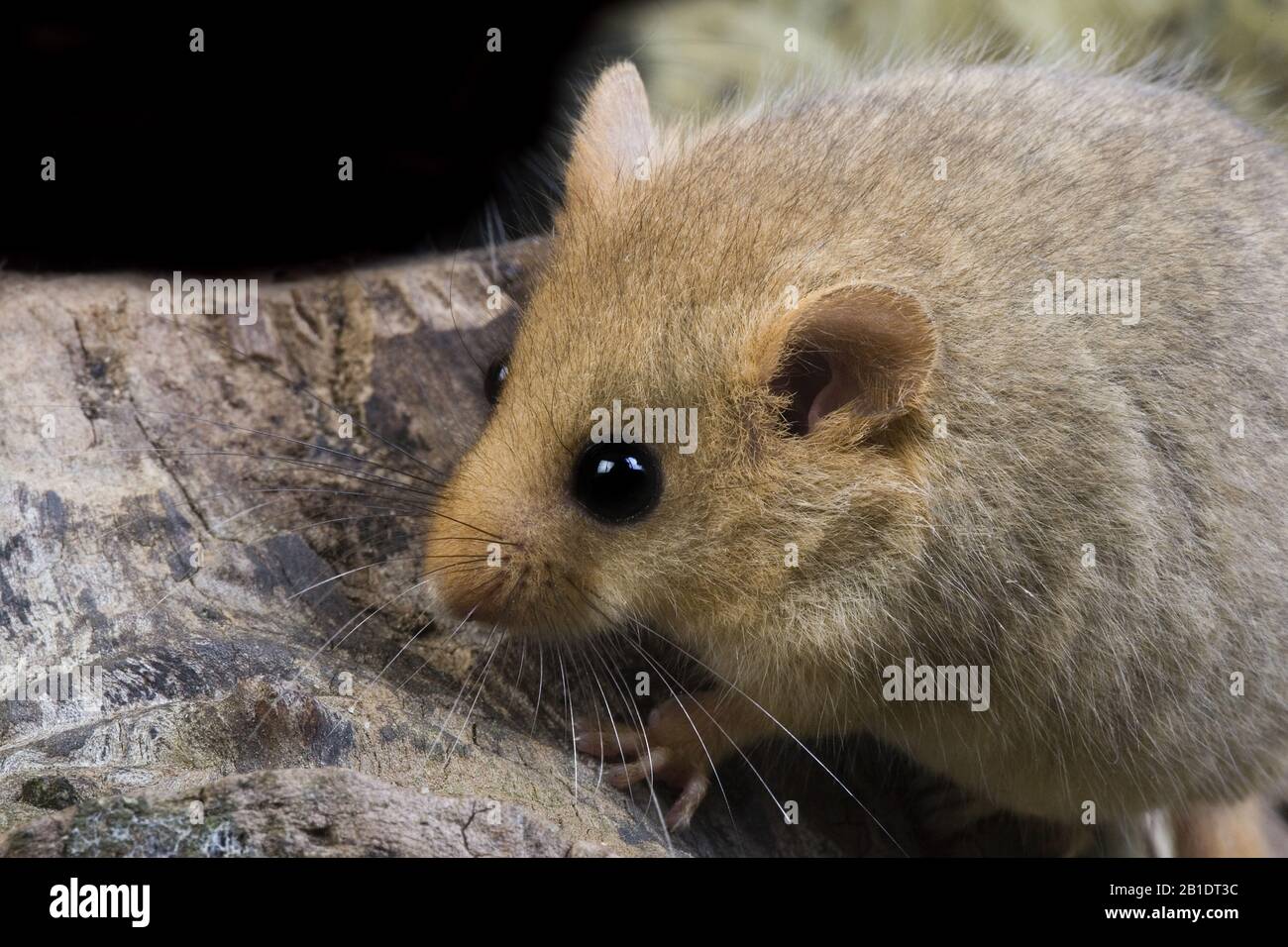 Dormouse photo hi-res stock photography and images - Alamy