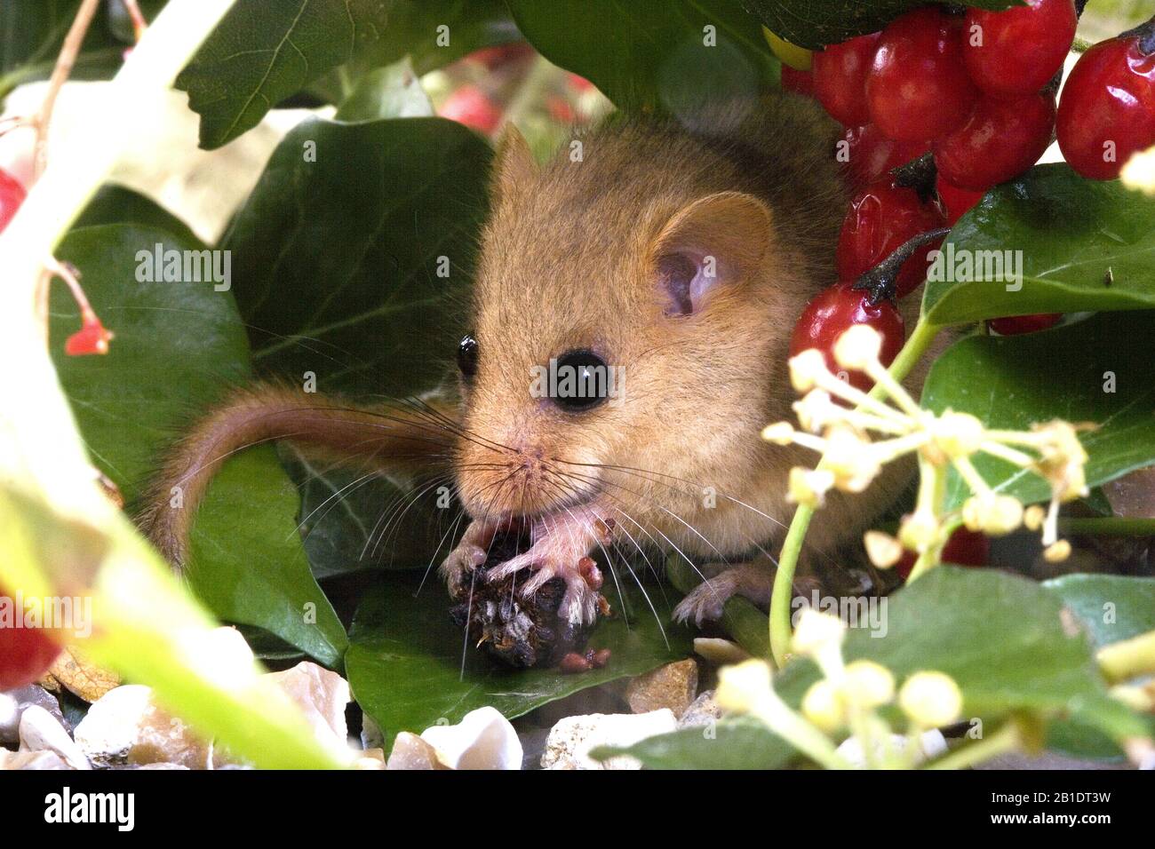 Common dormouse feeding hi-res stock photography and images - Alamy