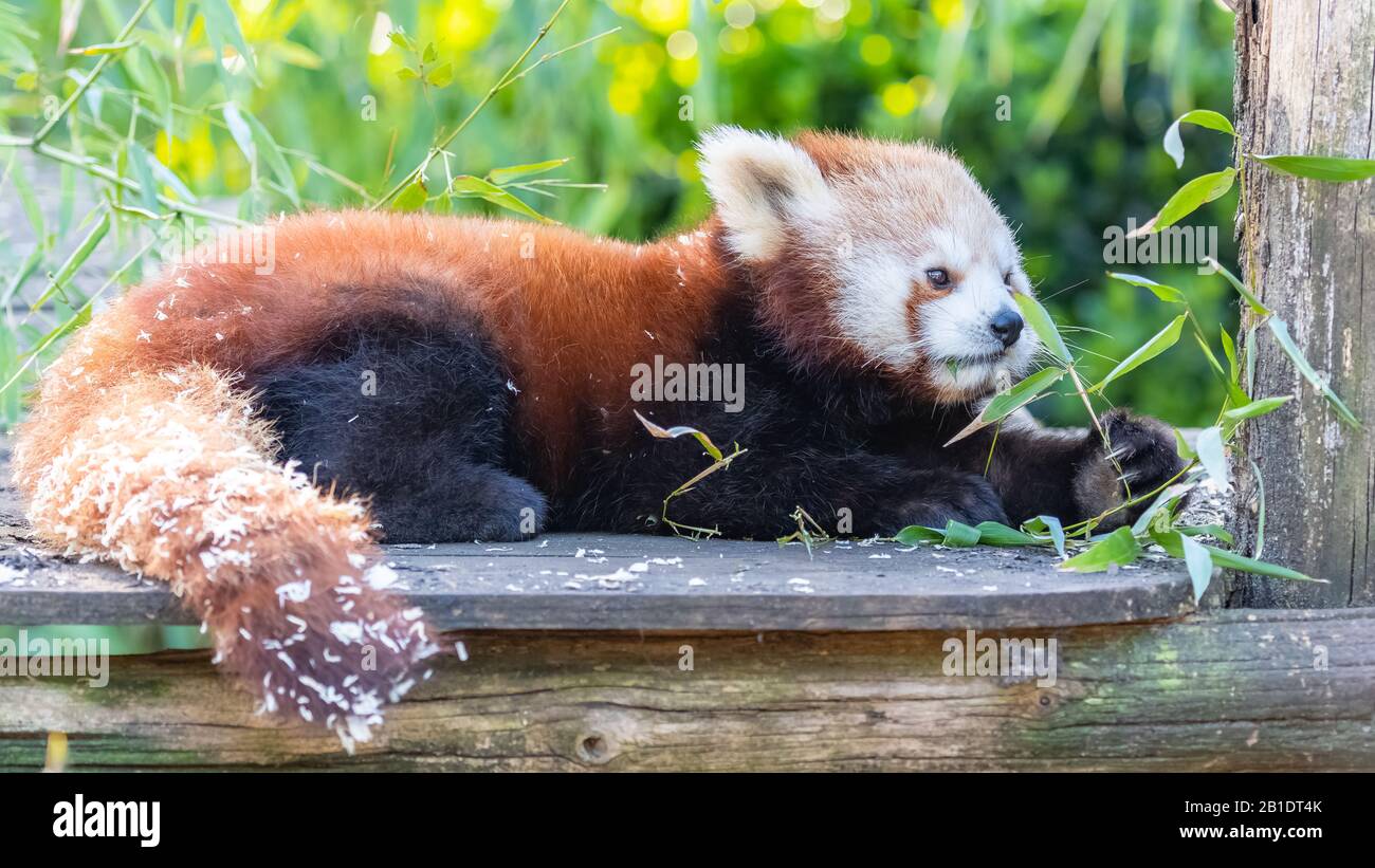 Baby red panda hi-res stock photography and images - Alamy
