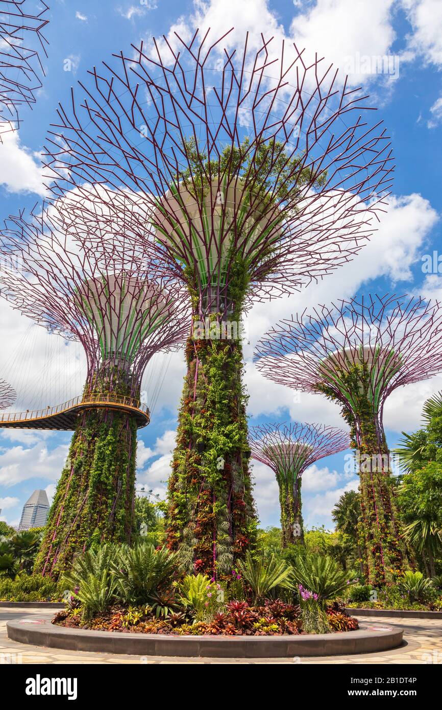 View of the towering vertical gardens and supertrees in Gardens by the ...