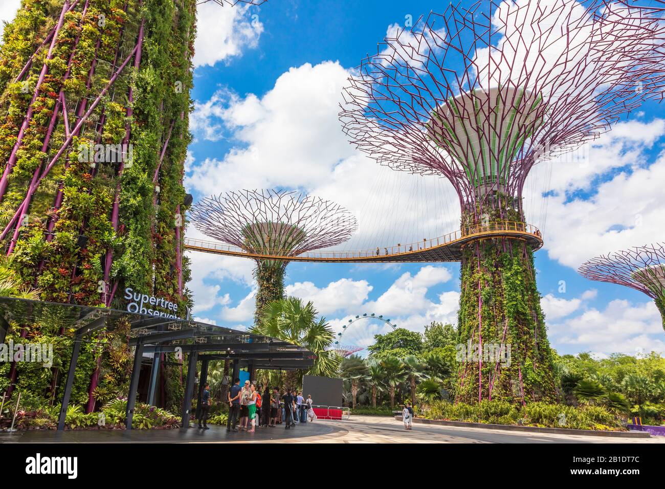 View of the towering vertical gardens and supertrees in Gardens by the ...