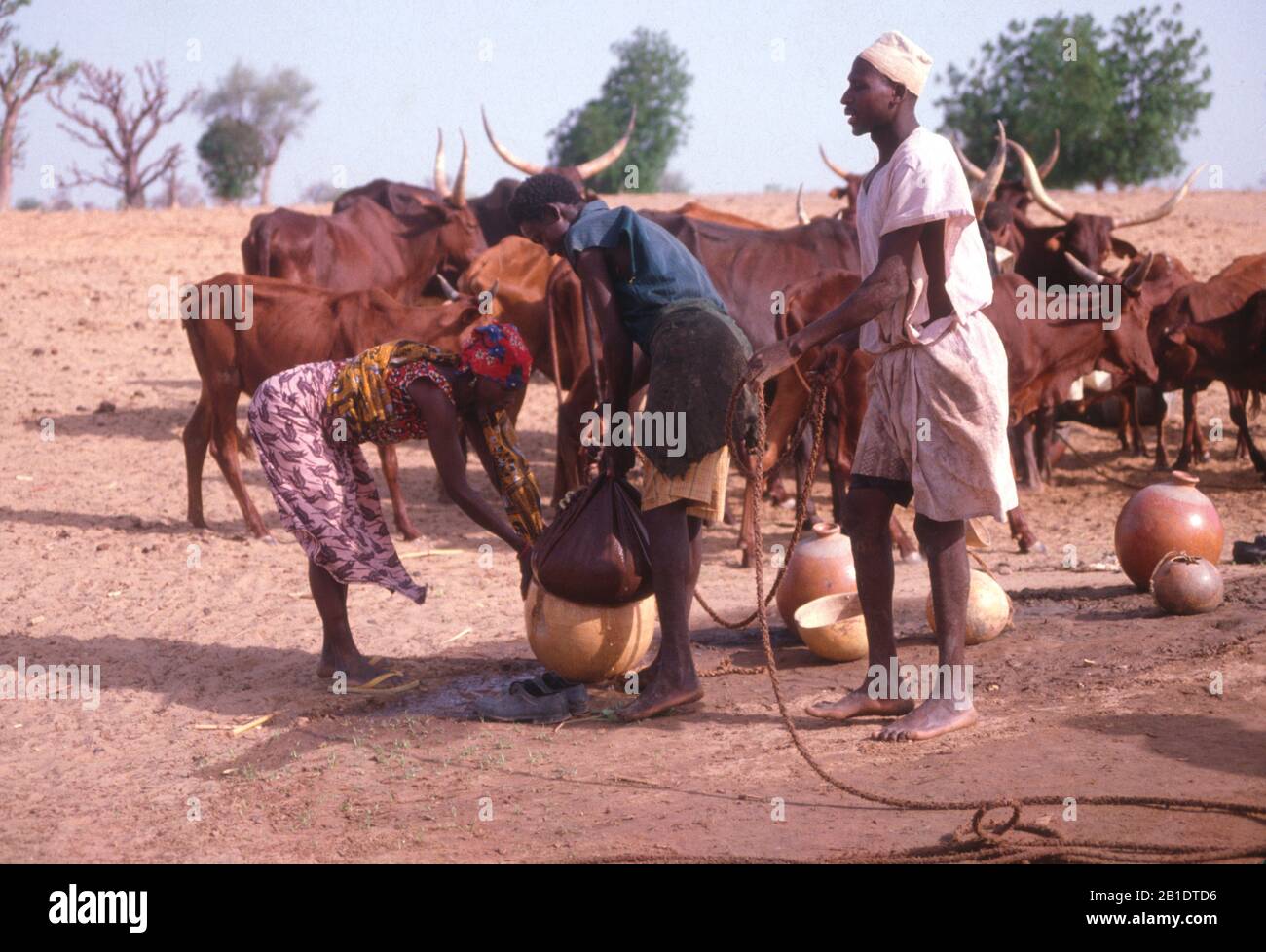 Life for pastoralist herders in Sahel region, northern Nigeria, Africa ...