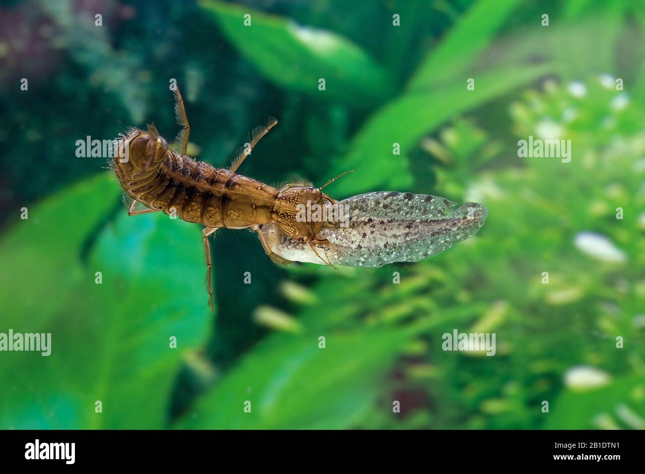 Great Diving Beetle, dytiscus marginalis, Larvae Eating Tadpole of Frog ...